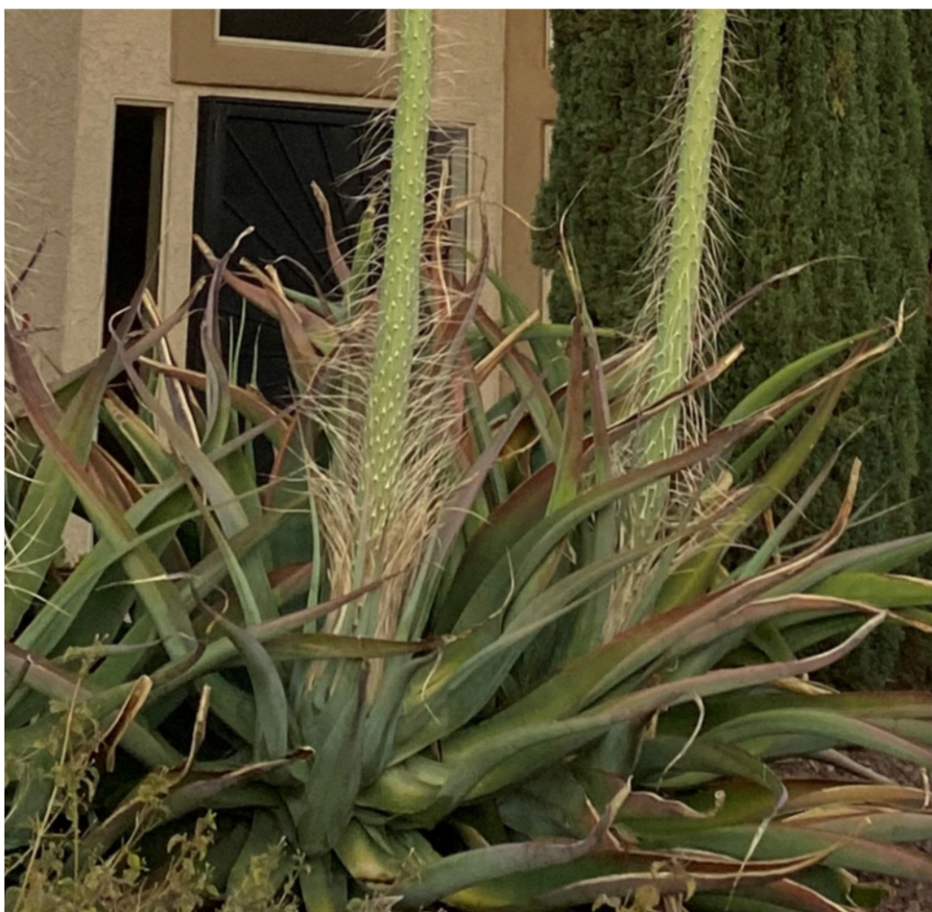 The Very Tall Octopus Agave Plant — Elaine A. Powers, Author