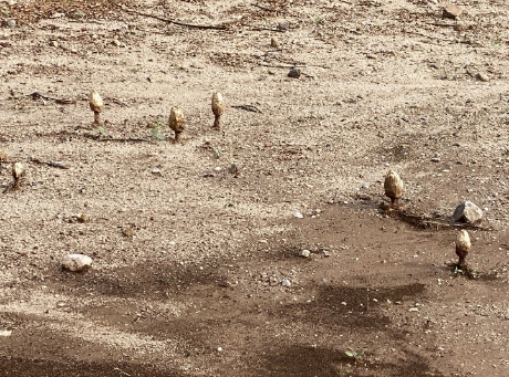 Mushrooms in the Desert? I Have Pictures! — Elaine A. Powers, Author