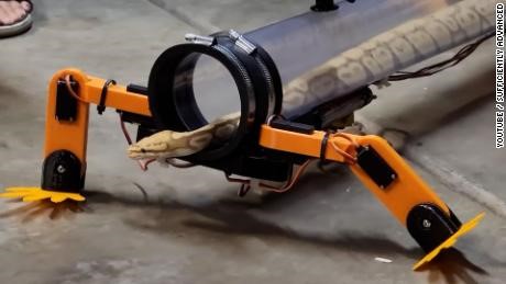 A Snake... with Legs? — Elaine A. Powers, Author