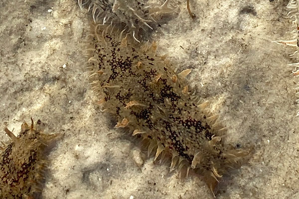 Hare, There, Everywhere! — Elaine A. Powers, Author